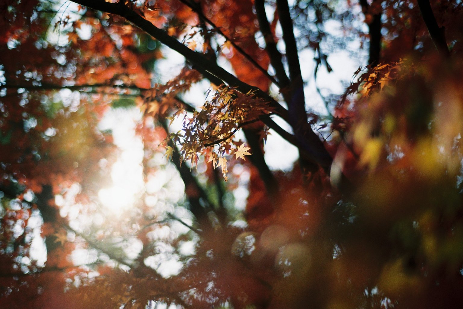 Nikon U2の試し撮り、最終形フィルム機だけあって露出計が正確だな。｜記憶カメラ