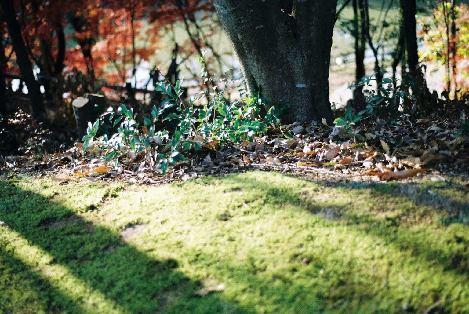 Nikon U2の試し撮り、最終形フィルム機だけあって露出計が正確だな。｜記憶カメラ